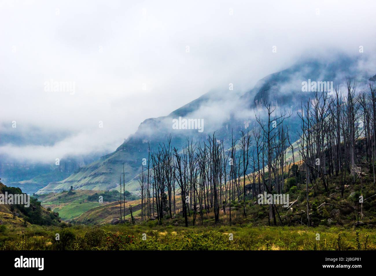 A forest of dead trees with cliffs covered in fog on a cold, misty ...