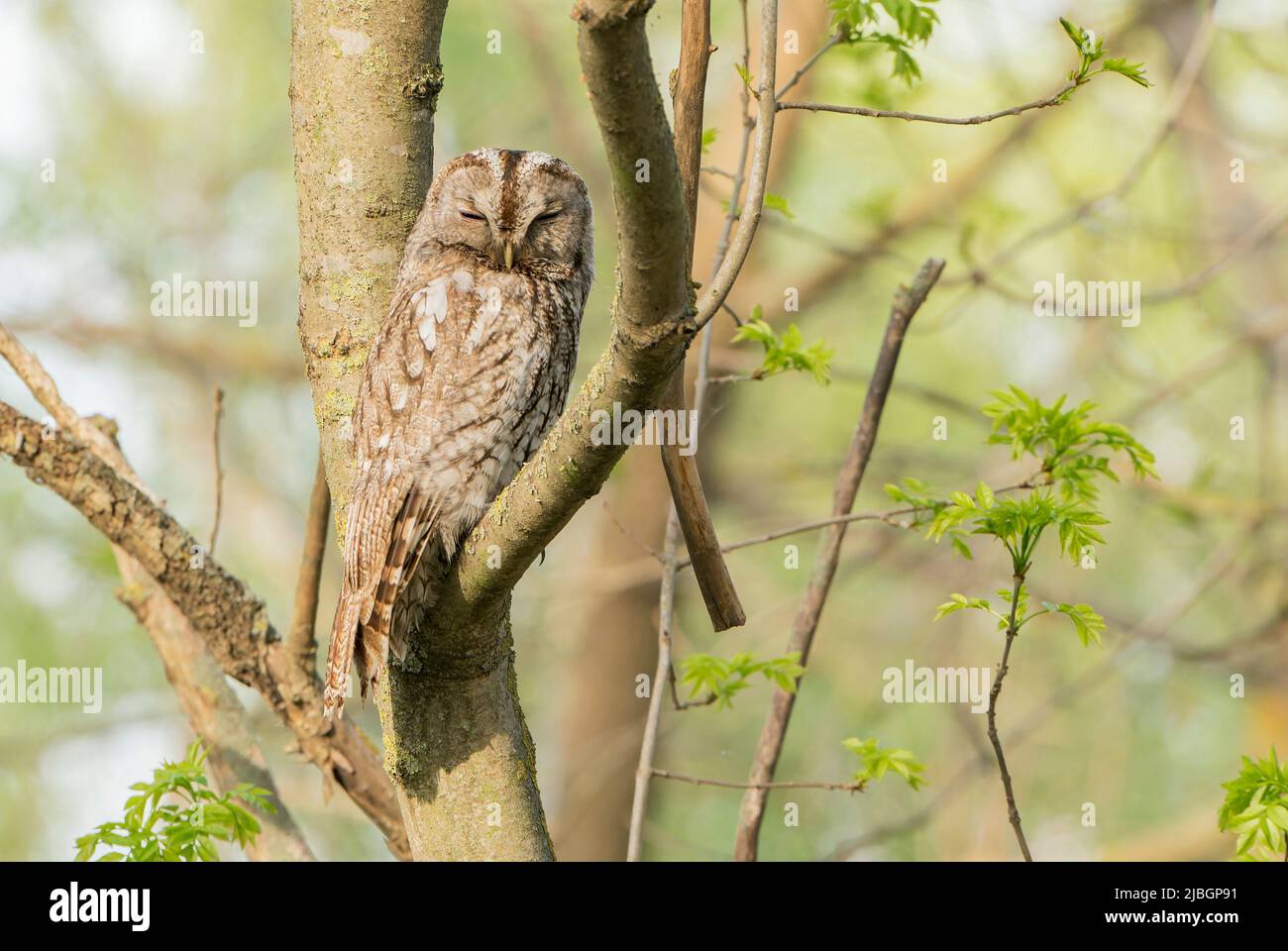 Breeding sesason hi-res stock photography and images - Alamy