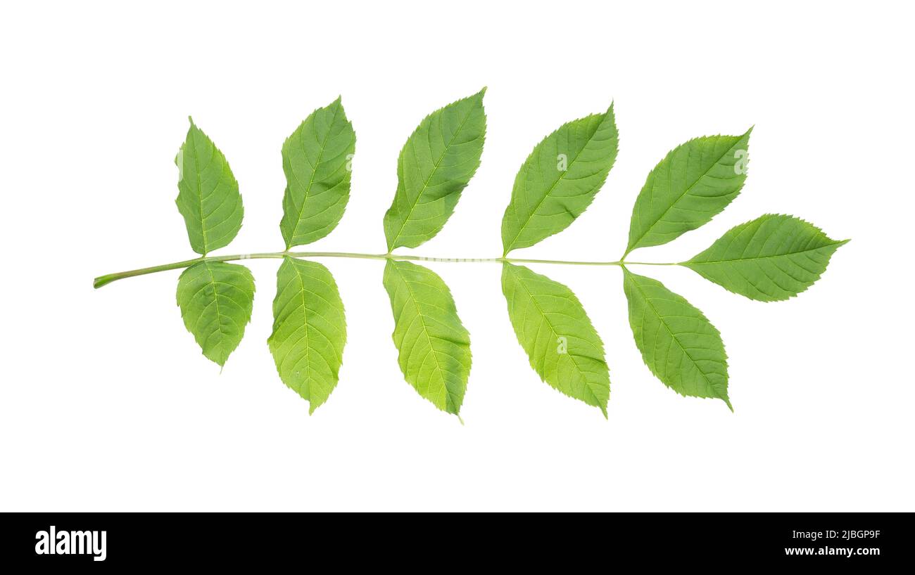 European ash (Fraxinus excelsior) branch with juicy spring leaves ...