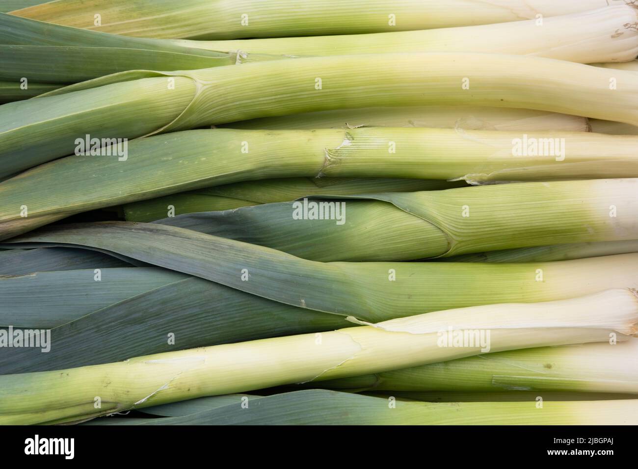 Fresh juicy raw leeks with leaves and roots for sale in a supermarket ...
