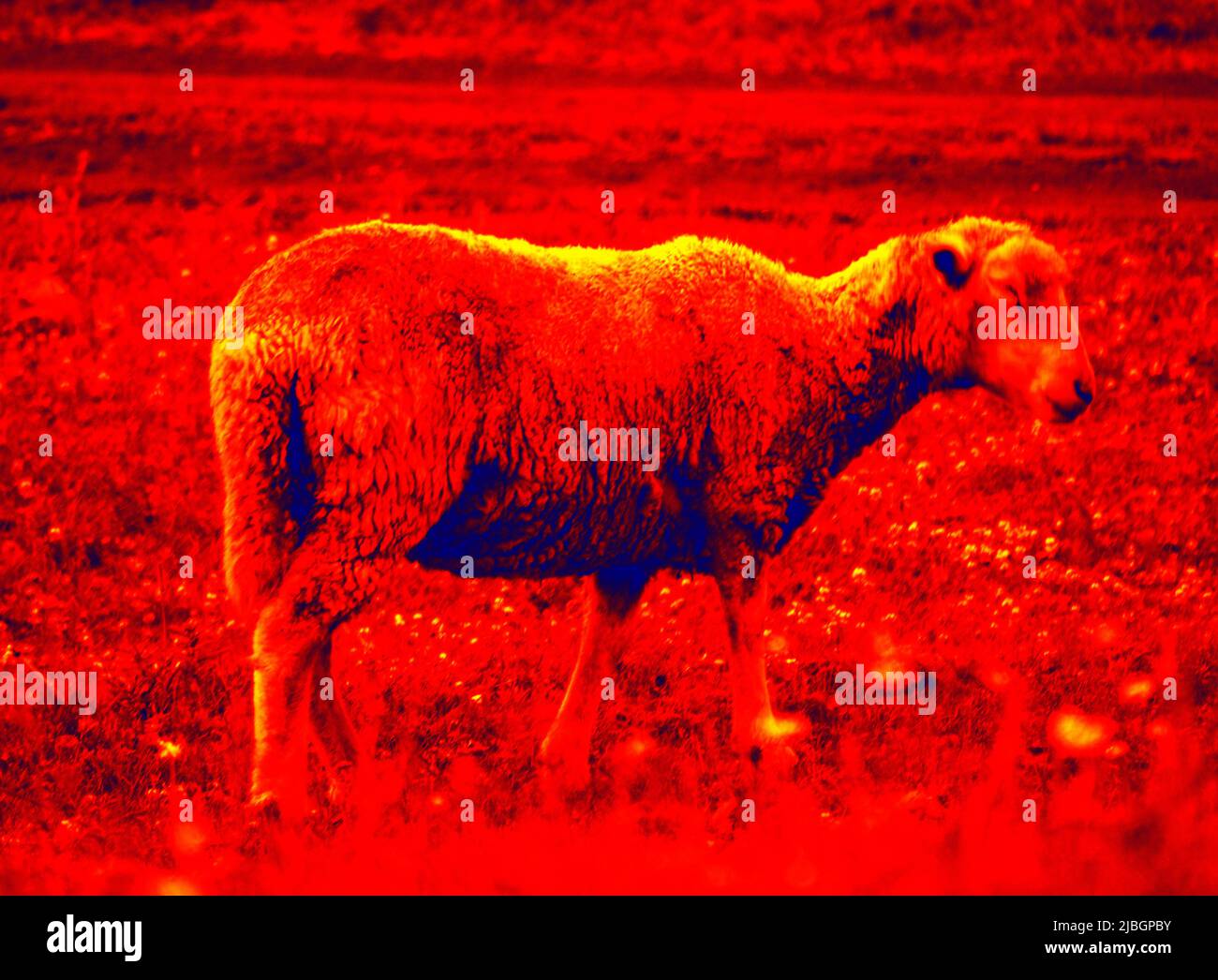 The humble sheep is a sample of the Lord's flock. Illustration of ...