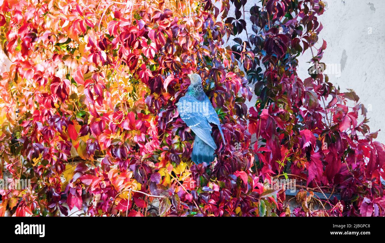 The pigeon feeds on wild grapes clinging to the trellis of autumn red ...