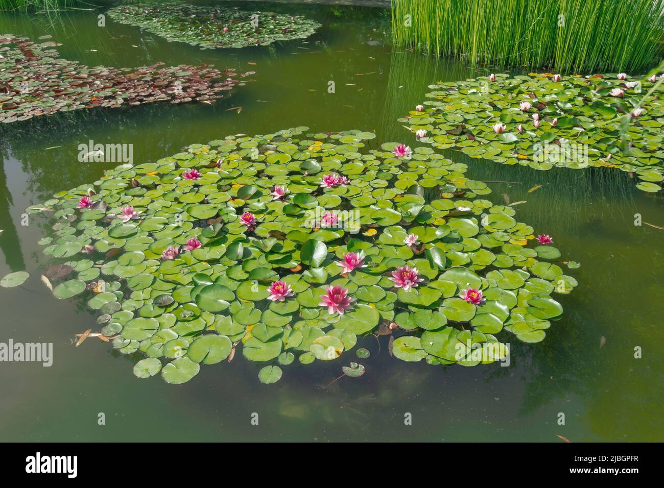 A group of water lilies growing in a pond Stock Photo - Alamy