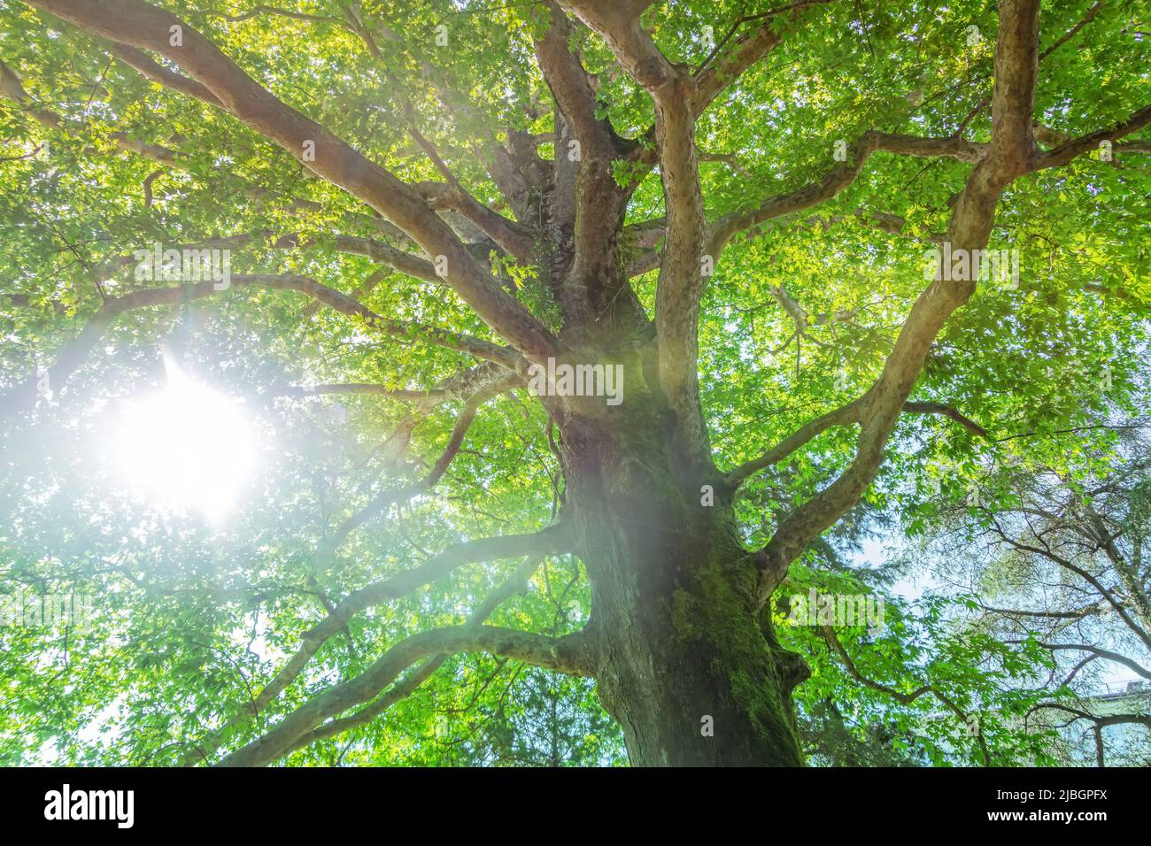 Beams of light crown hi-res stock photography and images - Alamy