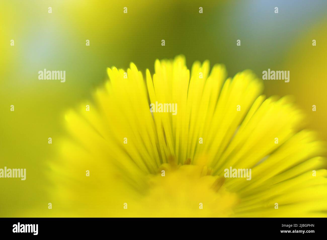 The yellow flower is made in technique of ultra-small depth of field ...