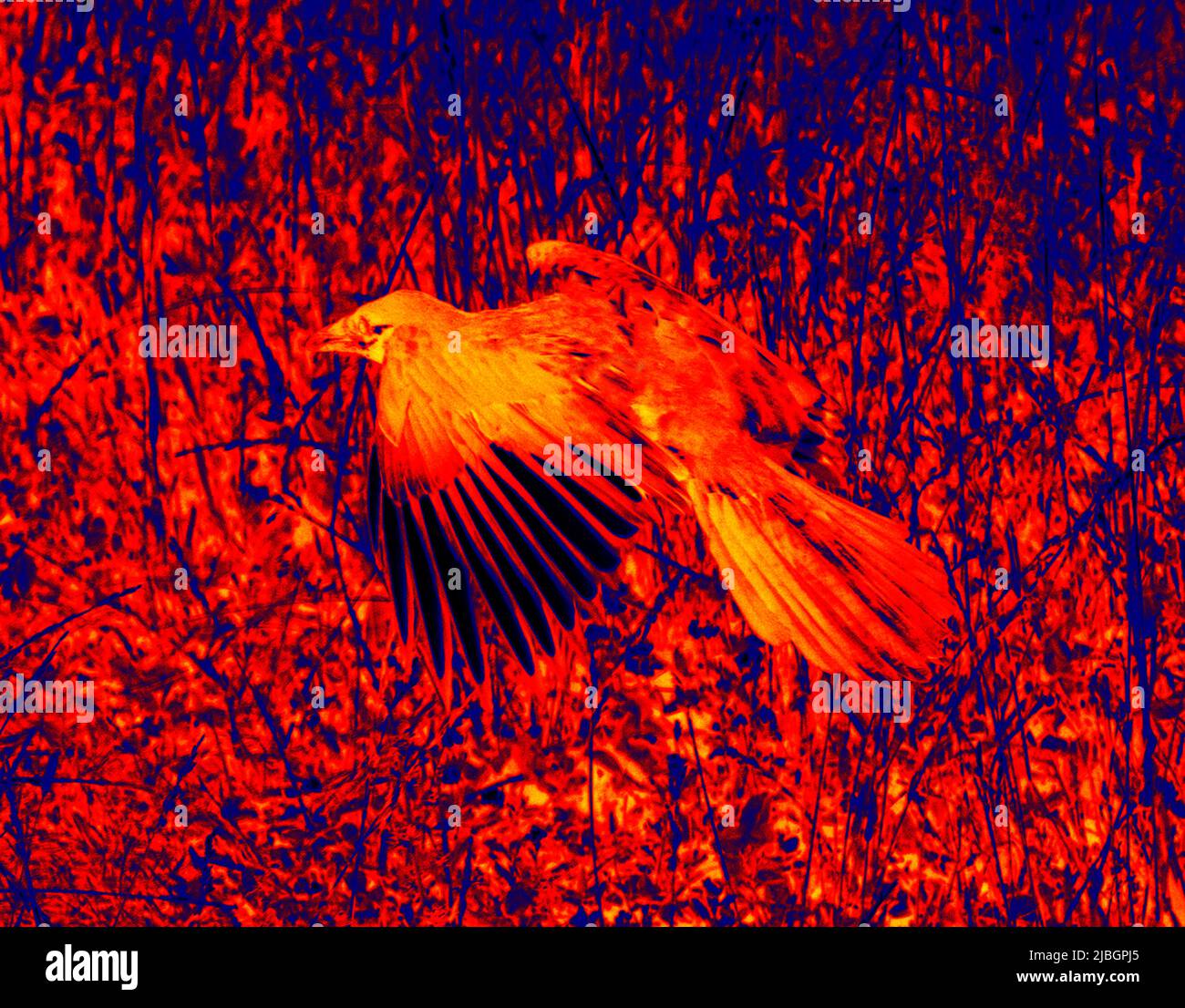 Crow. Illustration of thermal image Stock Photo - Alamy