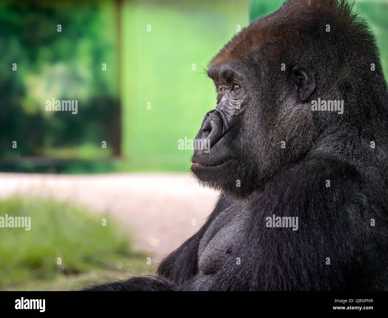 Congo rainforest ape hi-res stock photography and images - Alamy