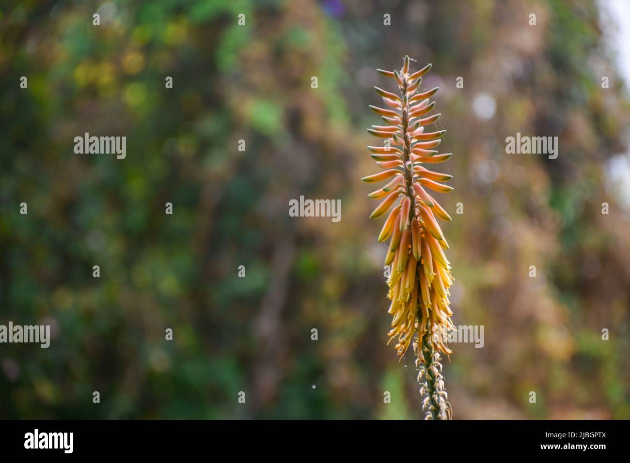 Aloe vera plant south africa hi-res stock photography and images - Alamy