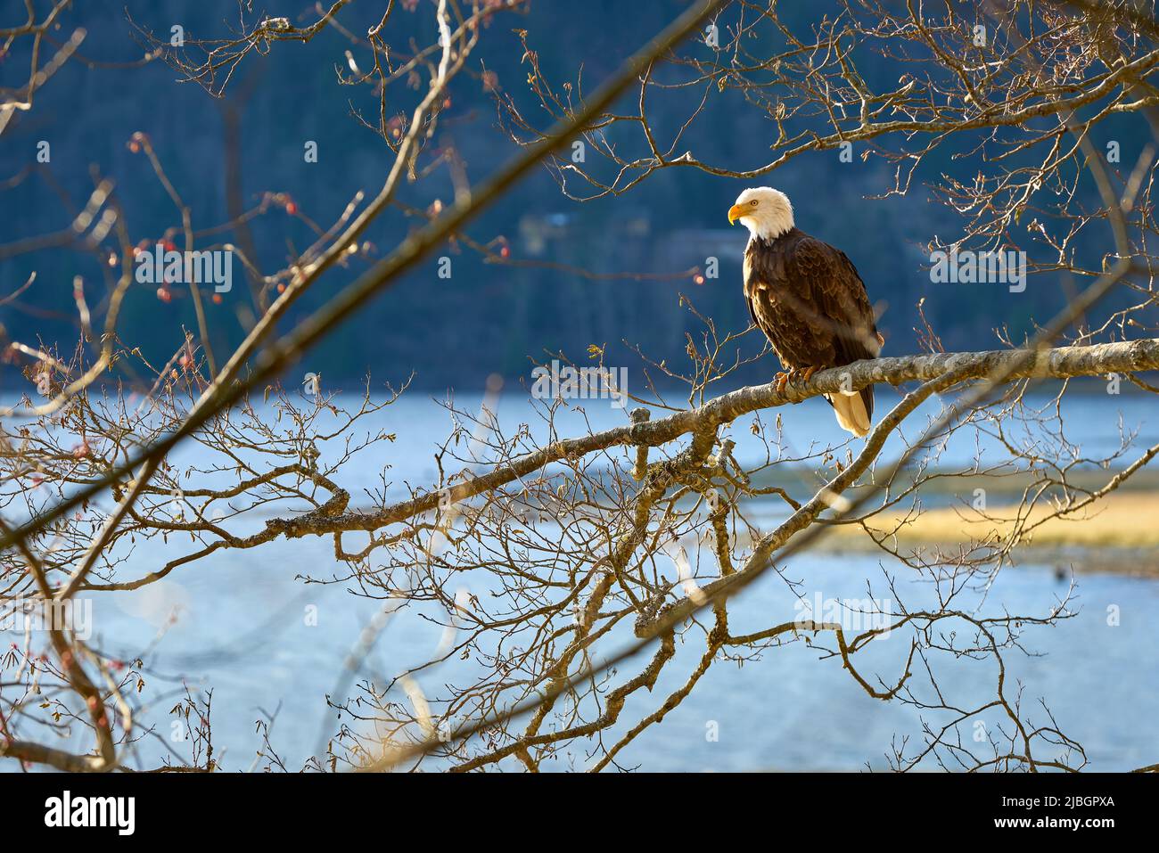 Bald Eagle Perched on a Tree Branch. A Bald Eagle perches on a tree ...
