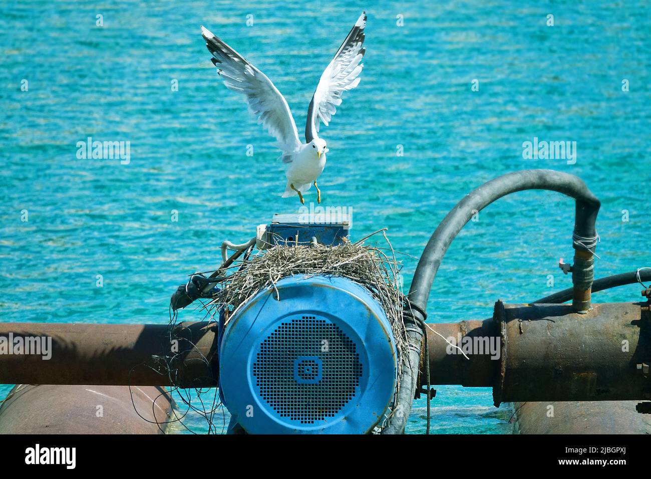 Extremely unusual house. Common gull (Larus canus) built nest on ...