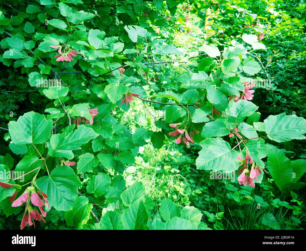 Dendrology. Tartarian maple (Acer tataricum) in Caucasian forest ...