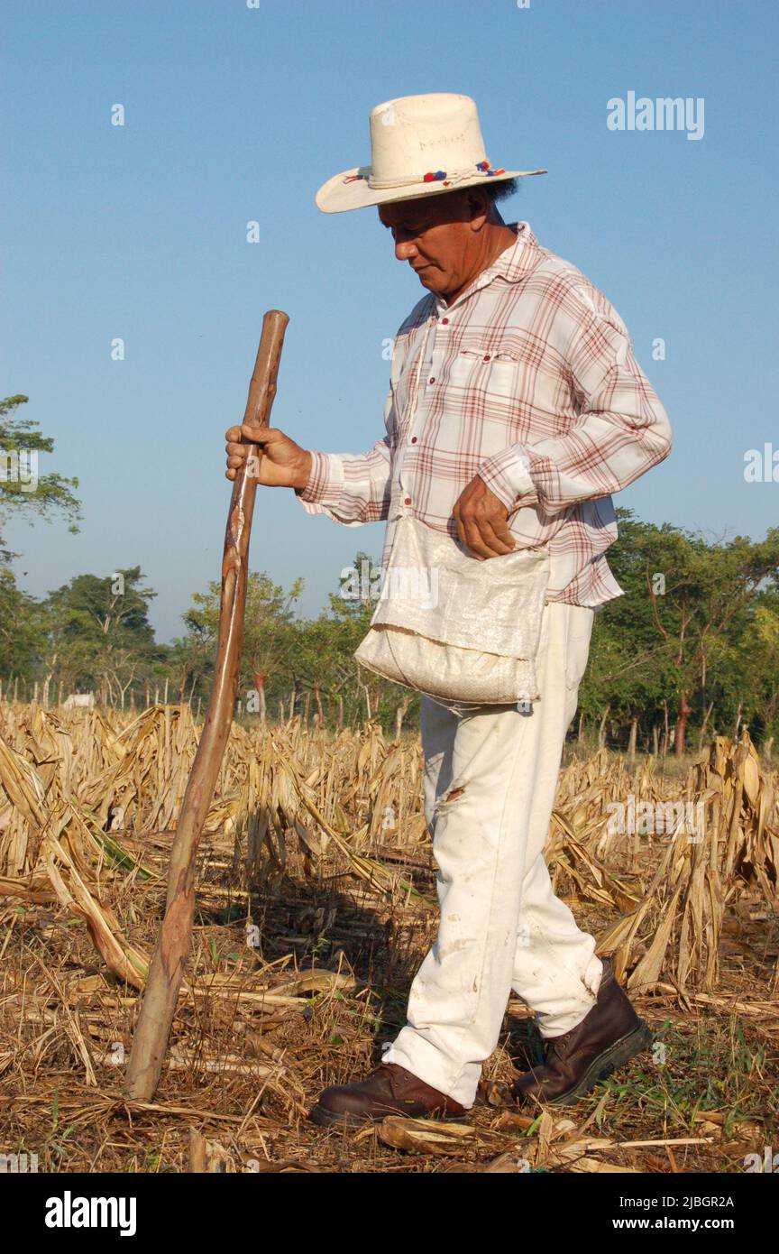 A campesino uses a stick to plant corn seeds Stock Photo - Alamy