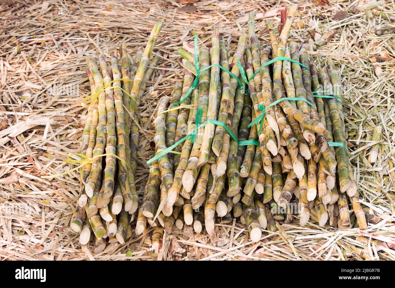 Bundles of cut bamboo. Thailand Stock Photo - Alamy