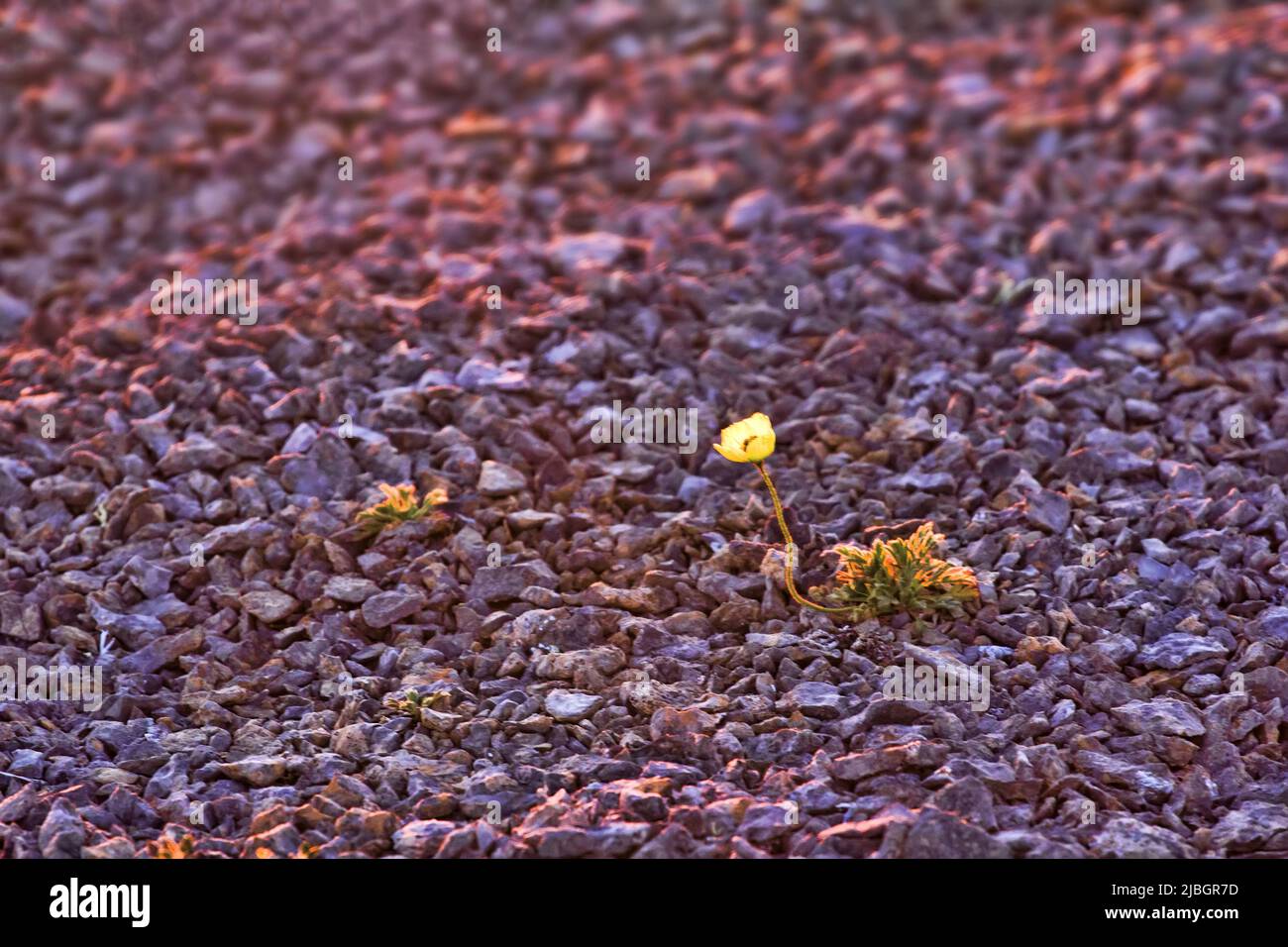 Dwarf plants. Arctic poppy under influence of icy winds. Photographed ...