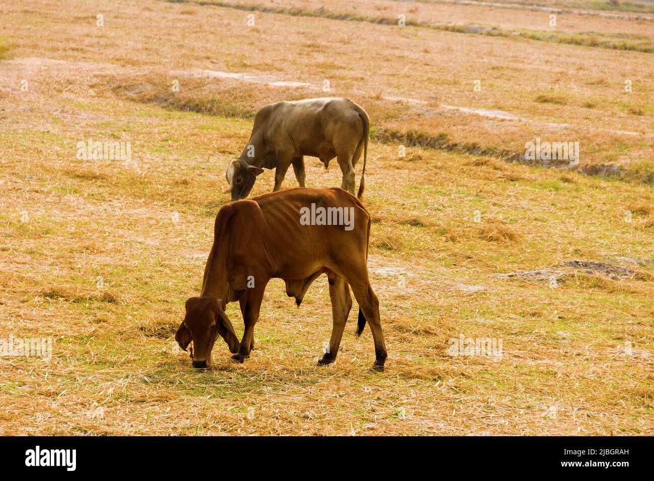 Thai long-eared zebu cattle. Thai farming and cattle breeding Stock ...