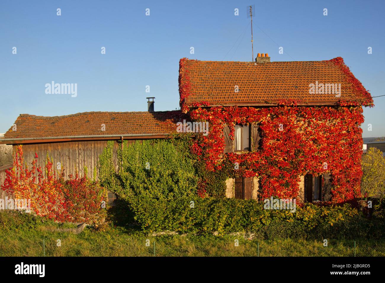 The rustic little snug cottage is covered with autumn red ivy Stock ...
