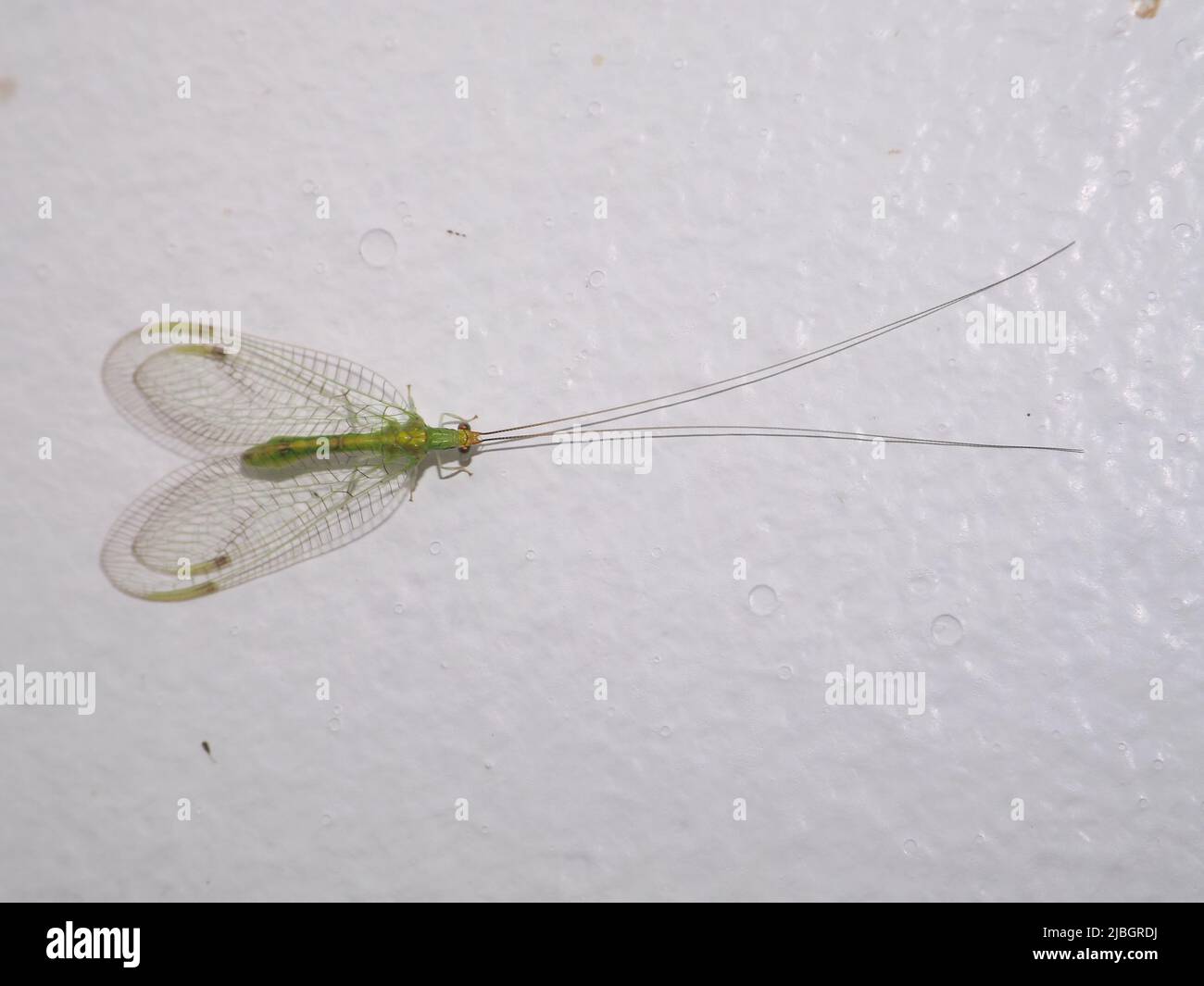 Green lacewing (family Chrysopidae) from the jungles of Belize, Central ...