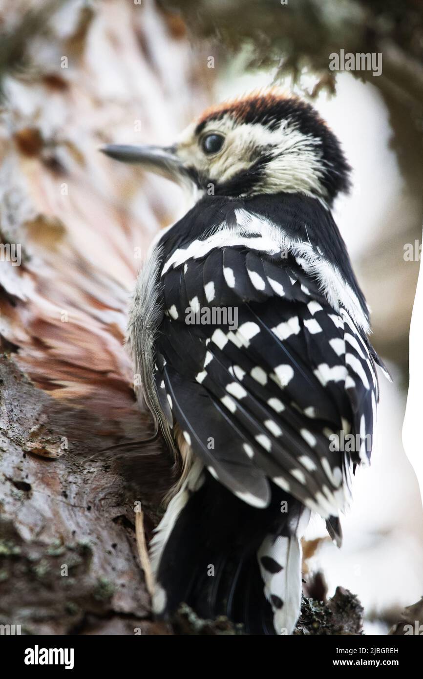 Pinhole borers hi-res stock photography and images - Alamy