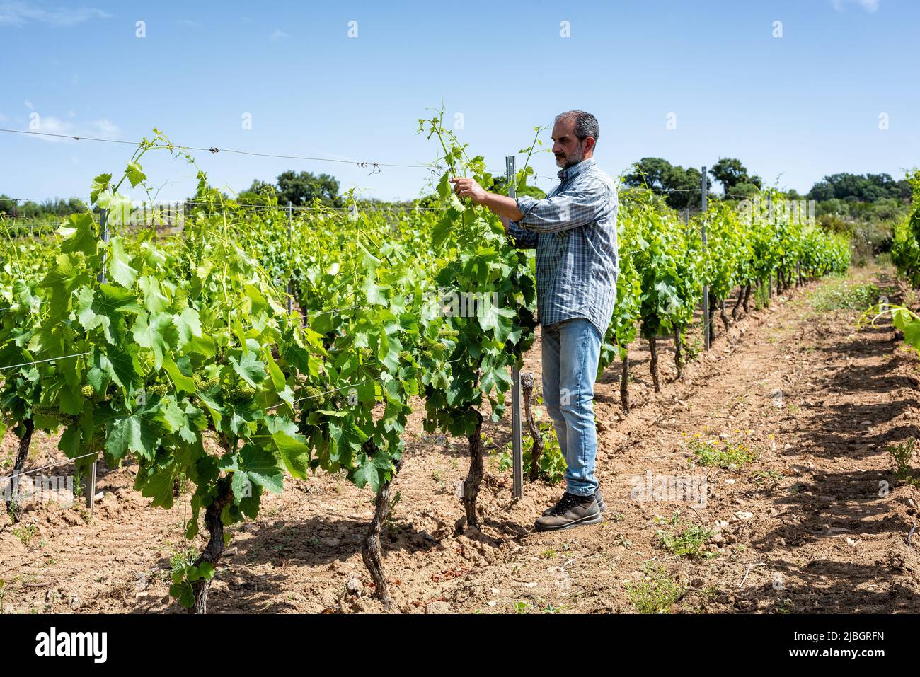 Green pruning of the vineyard. Farmer intertwines the young branches of ...
