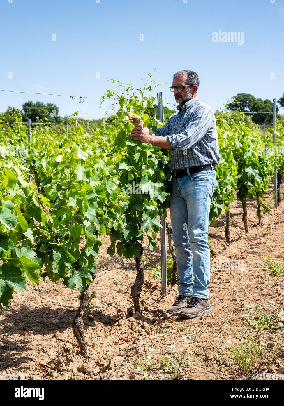 Green pruning of the vineyard. Farmer intertwines the young branches of ...
