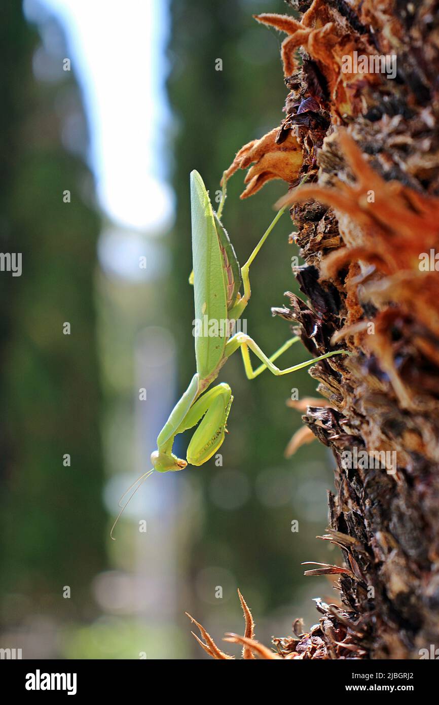 green mantid (praying Mantis) isolated on the brown bark of a tree with ...