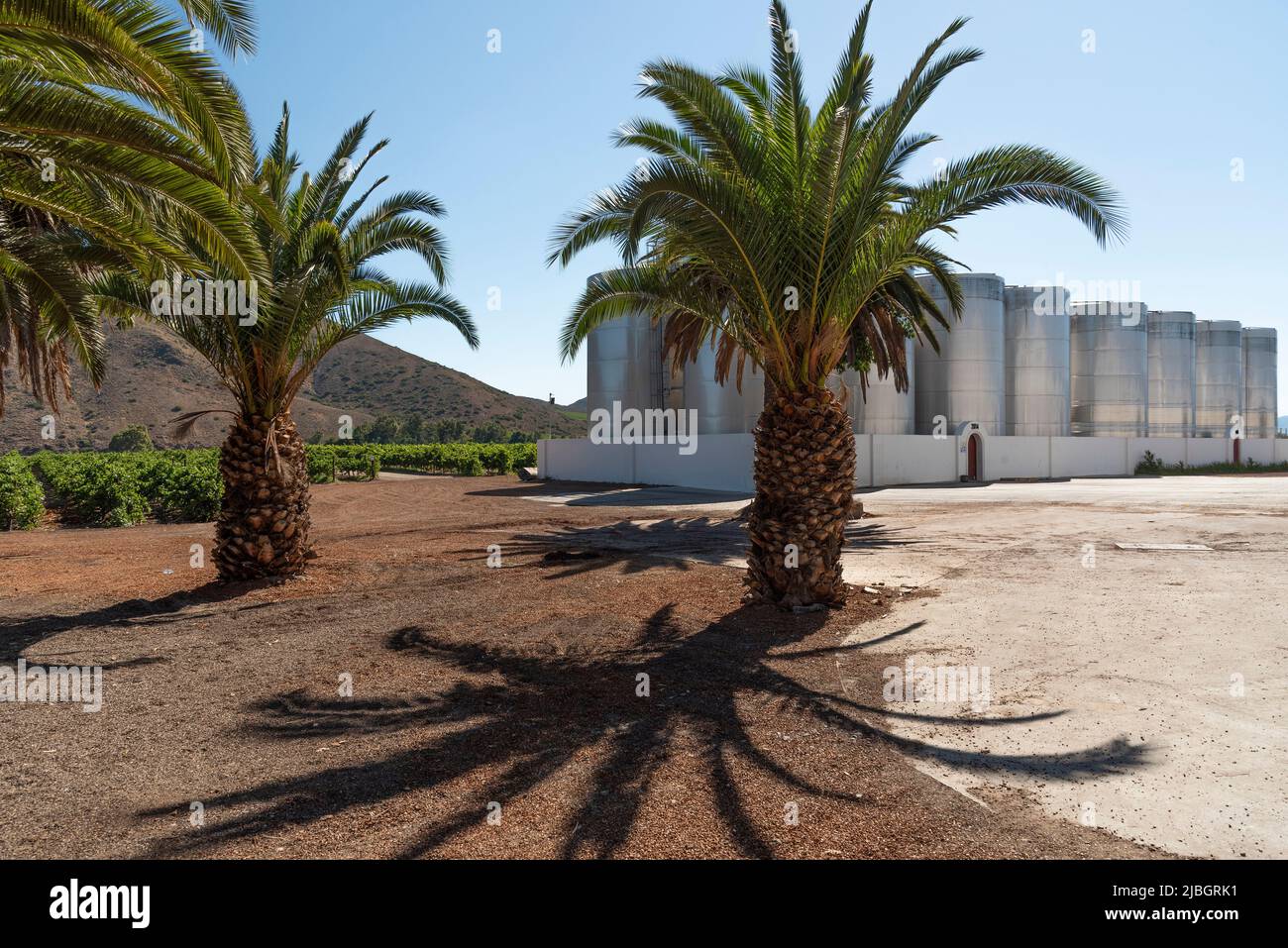 Robertson, Western Cape, South Africa. 2022. Palms, vines and stainless ...