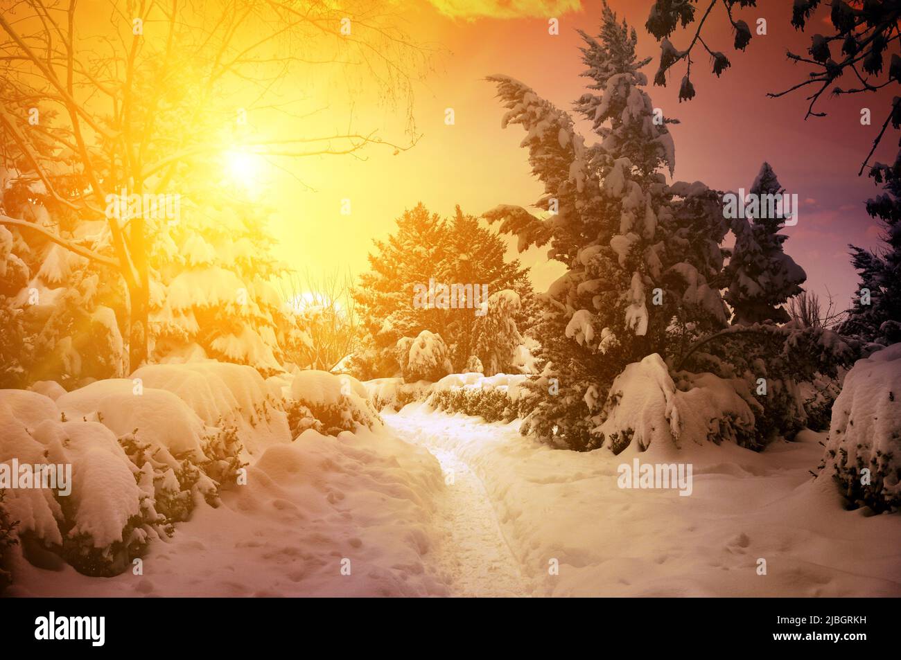 Pine tree snow sunset hi-res stock photography and images - Alamy