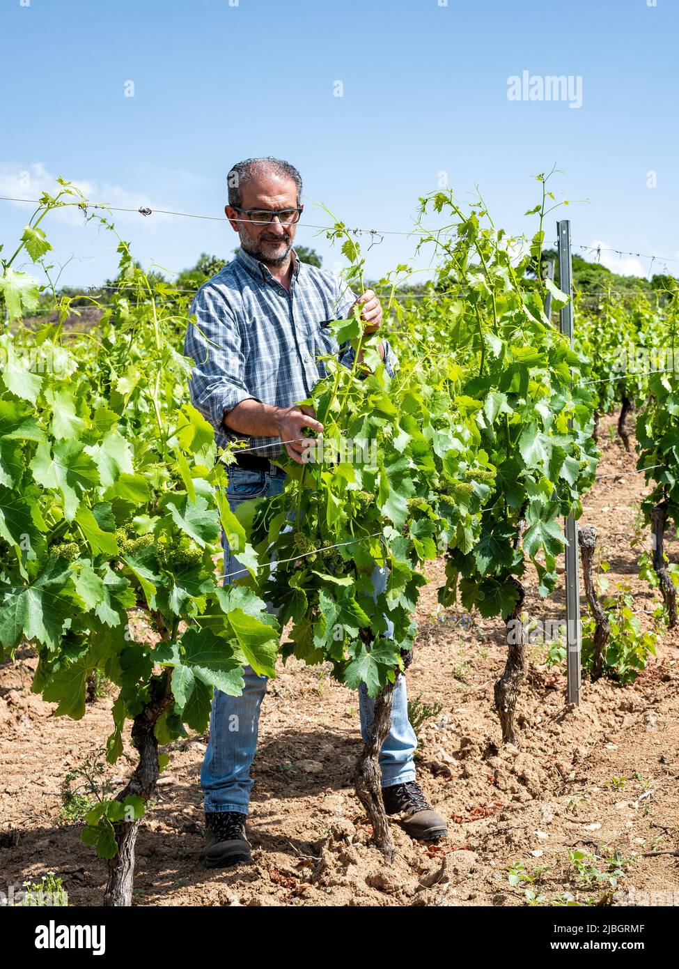 Green pruning of the vineyard. Farmer intertwines the young branches of ...