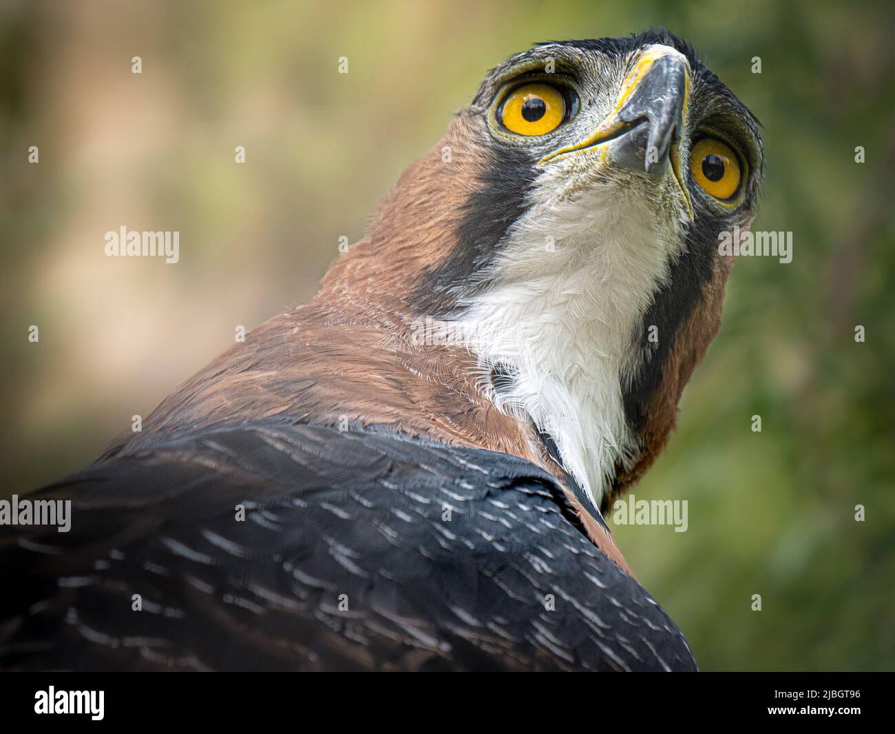 Ornate Hawk Eagle Flying