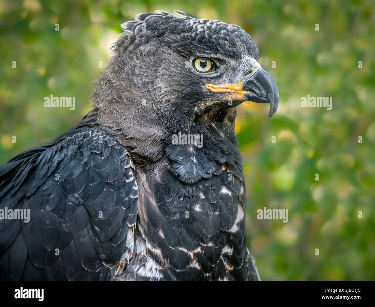 African crowned hawk eagle hi-res stock photography and images - Alamy