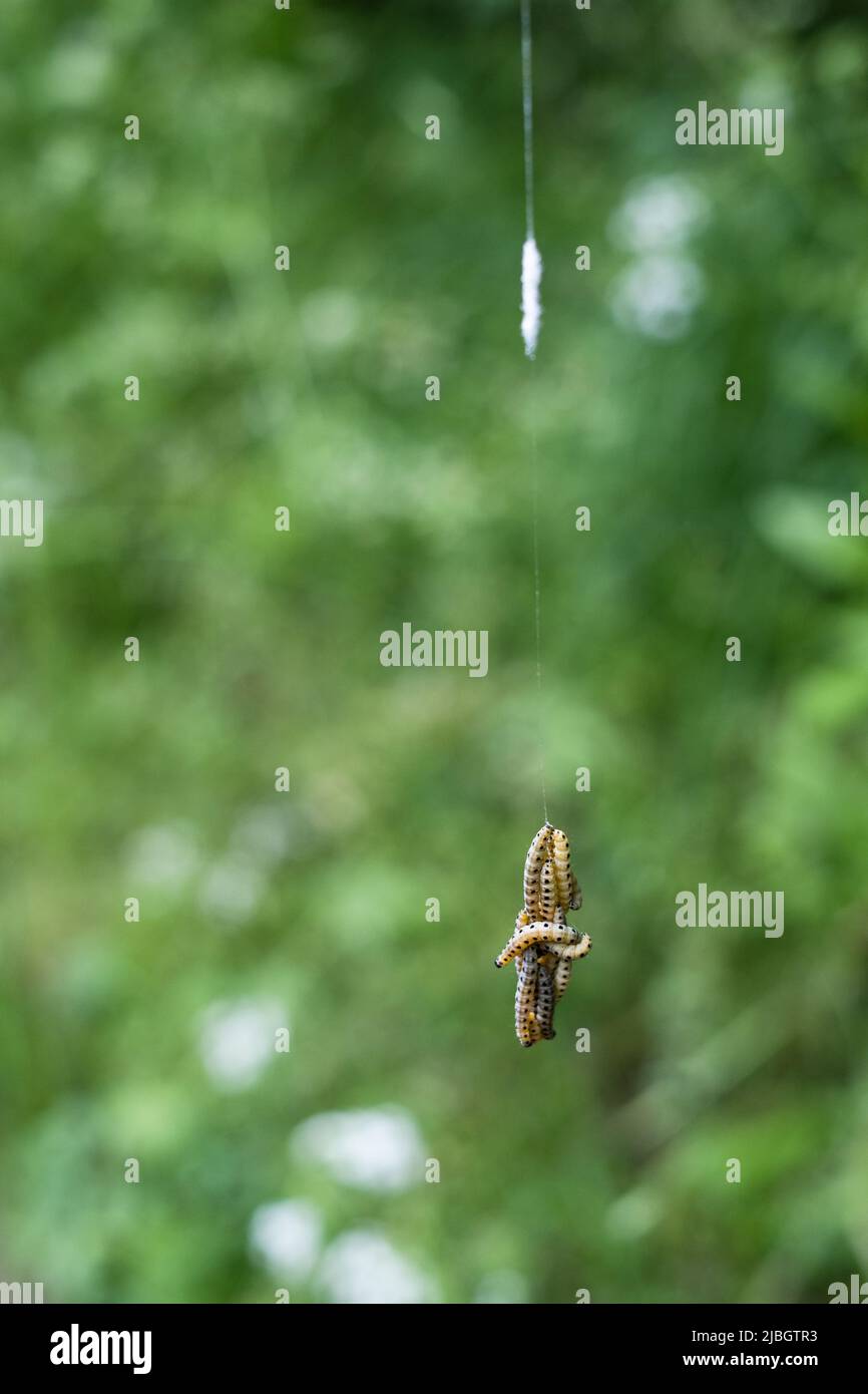 Cluster of caterpillars hanging by a thread Stock Photo - Alamy