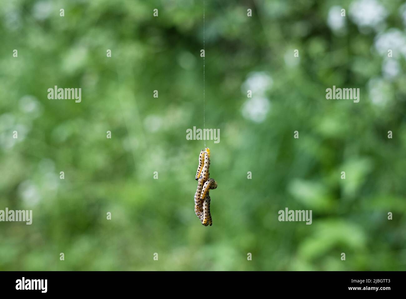 Cluster of caterpillars hanging by a thread Stock Photo - Alamy