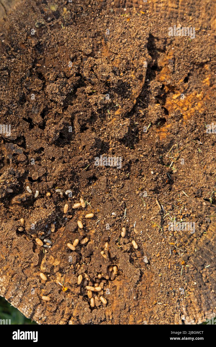Queen ant and egg hi-res stock photography and images - Alamy