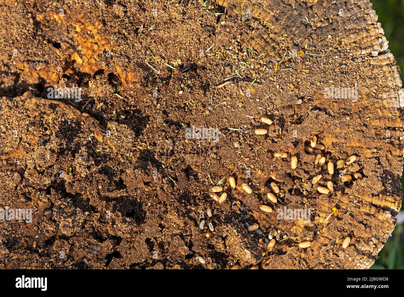 ant nest in a tree trunk in a garden Stock Photo - Alamy