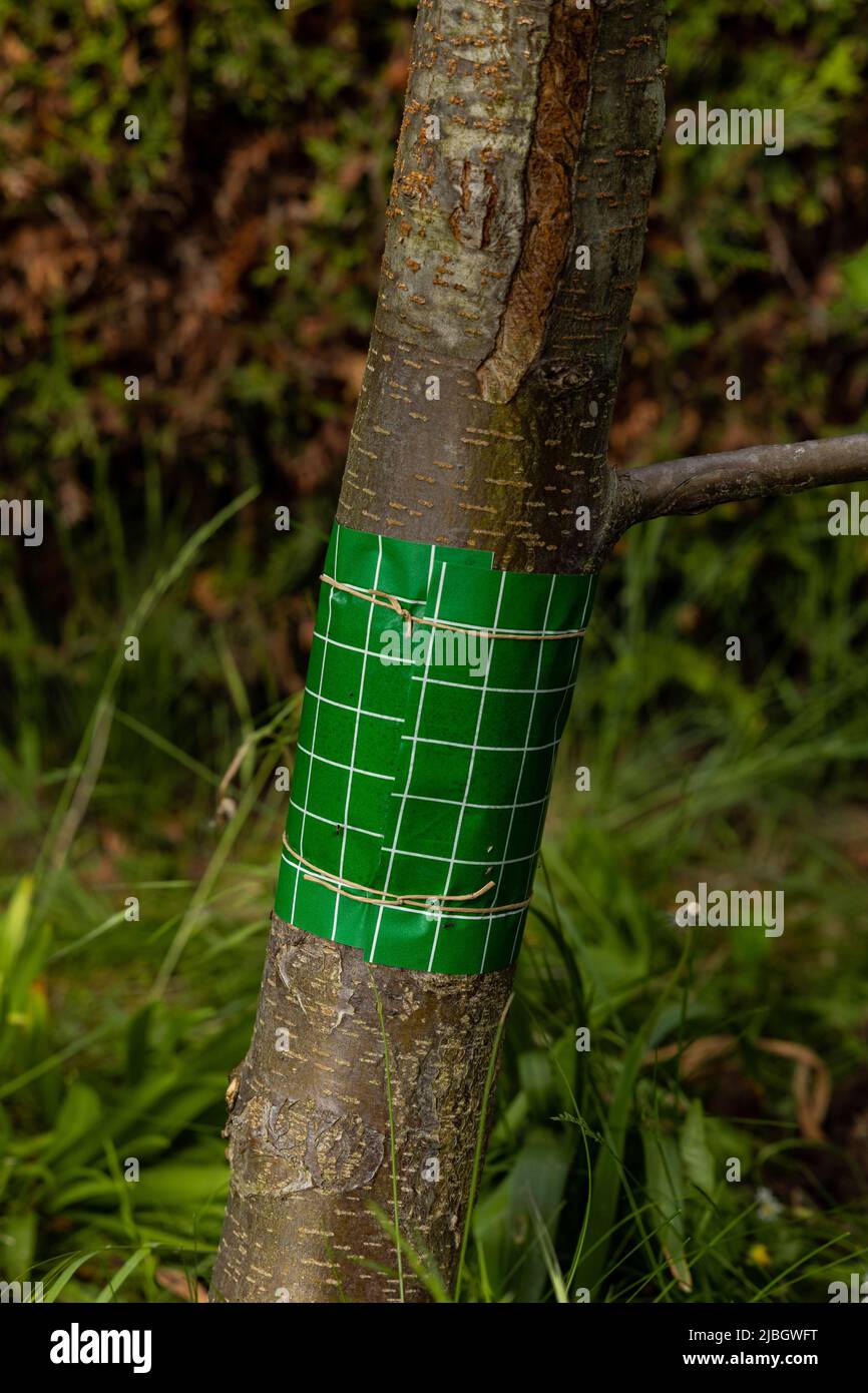Glue ring against insects around a tree Stock Photo - Alamy