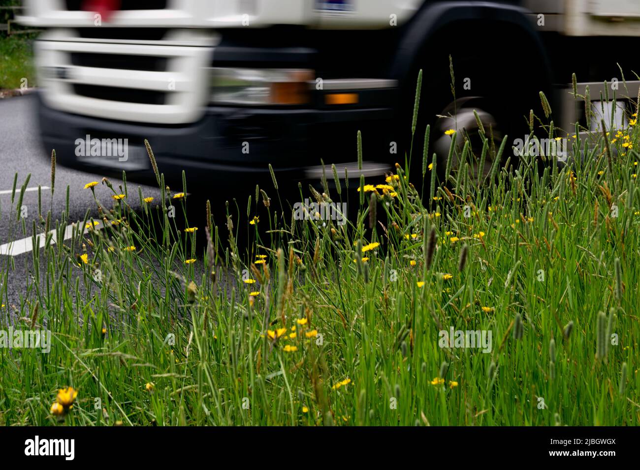 Urban wildflower turf roadside verge, Warwick, UK Stock Photo - Alamy