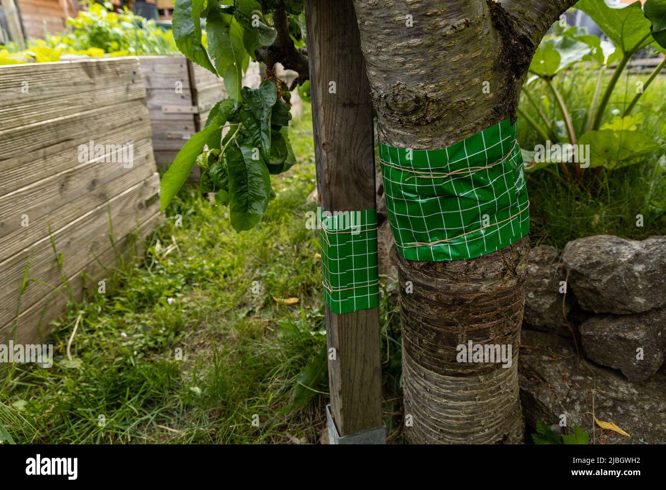 Glue ring against insects around a tree Stock Photo - Alamy