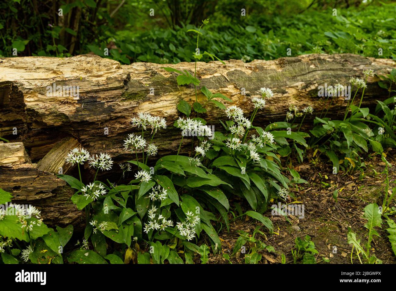 Ramson sheet hi-res stock photography and images - Alamy