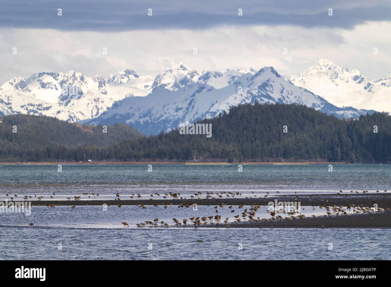 Shorebirds hi-res stock photography and images - Alamy