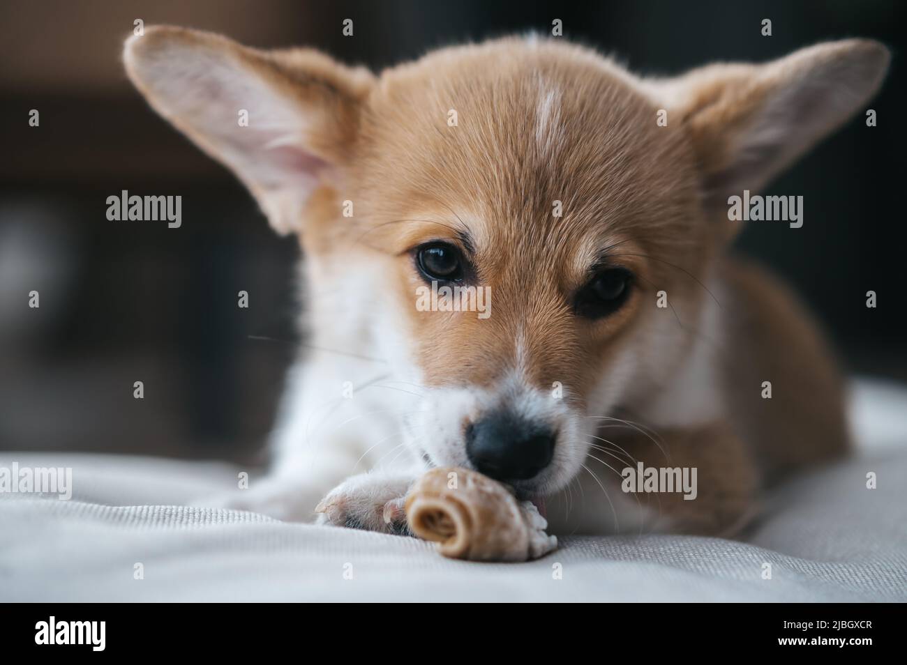 Corgy dog hi-res stock photography and images - Alamy