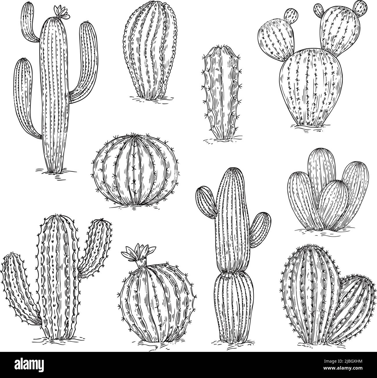 Pencil Drawing Cactus
