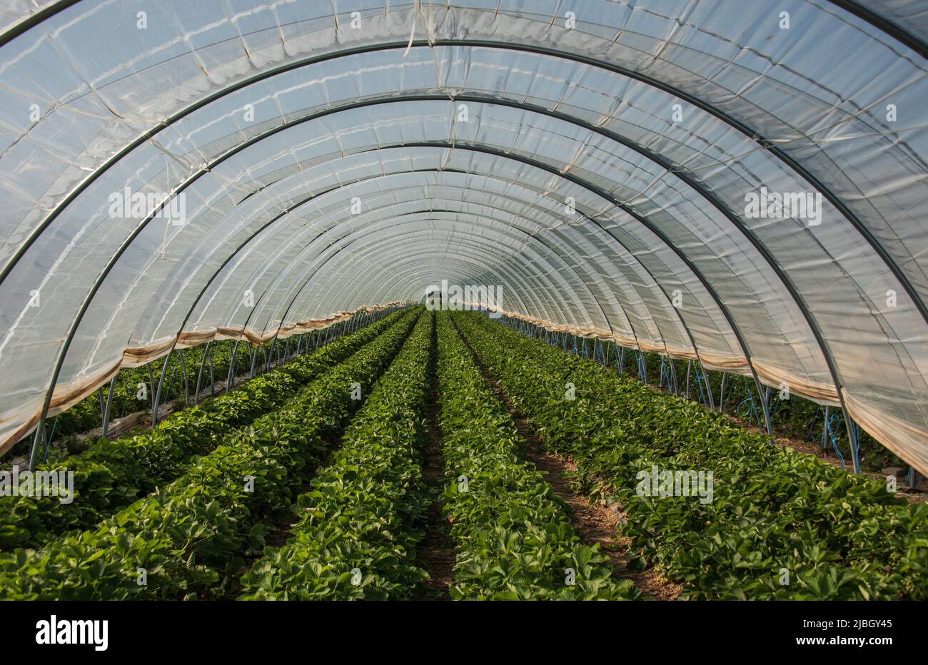 a polytunnel with long rows of strawberry plants sheltered with plastic ...