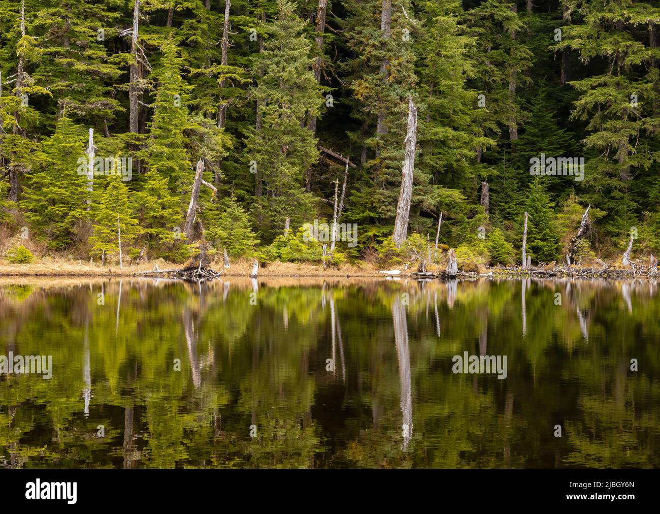 Reflection of temperate rainforest on pond in Southcentral Alaska Stock ...