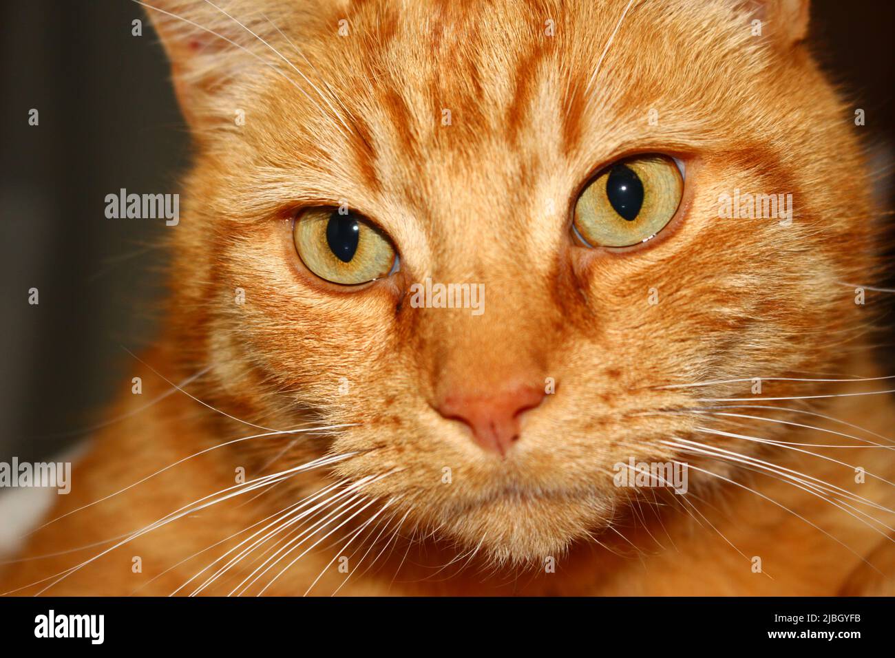 Up close portrait of ginger cat staring Stock Photo - Alamy