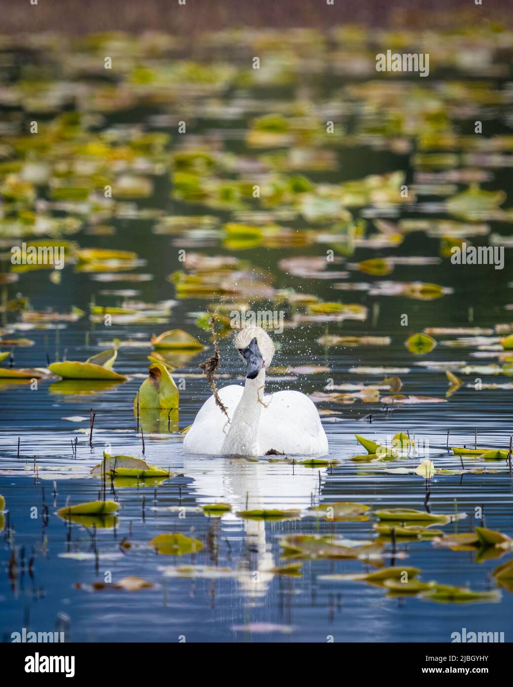 Trumpeter Swan foraging in pond in the Copper River Delta Stock Photo ...