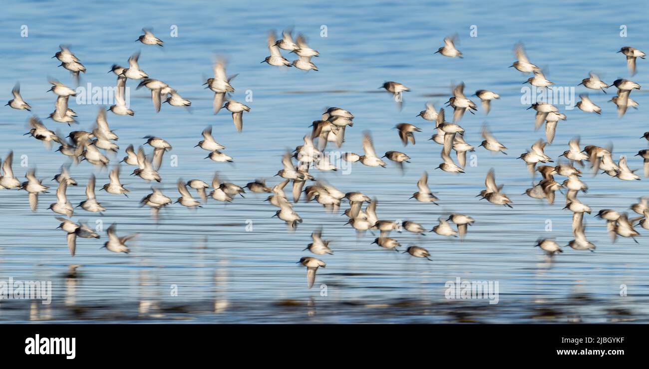 Western sandpipers in flight hi-res stock photography and images - Alamy