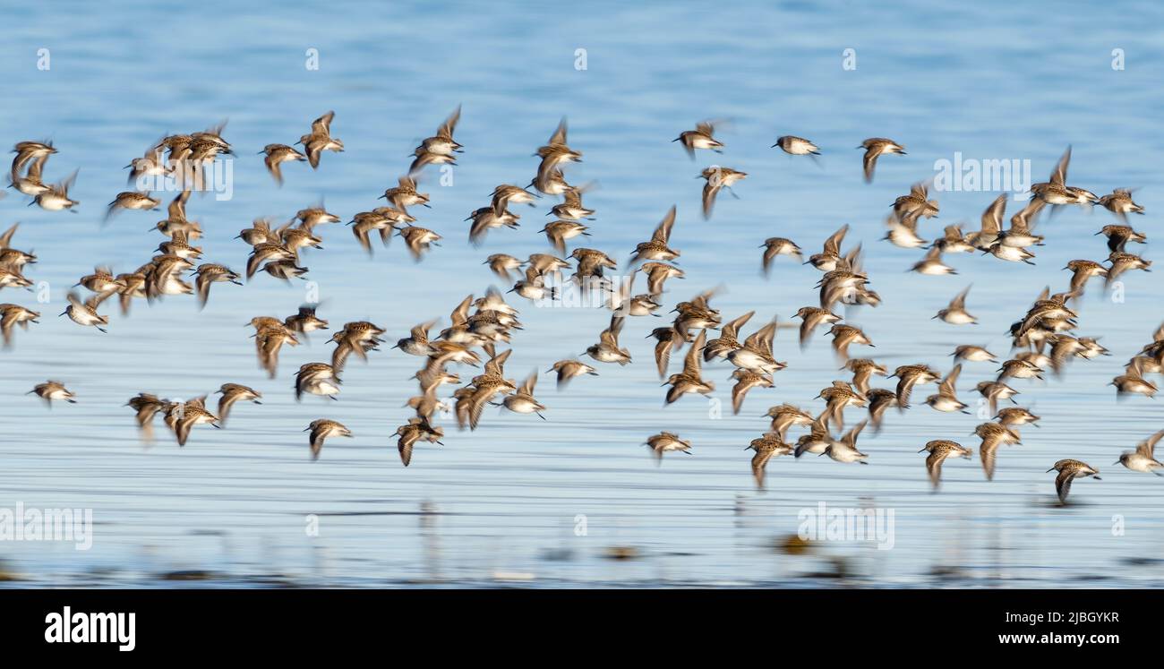 Panning motion blur of Western Sandpipers in flight over Hartney Bay in ...