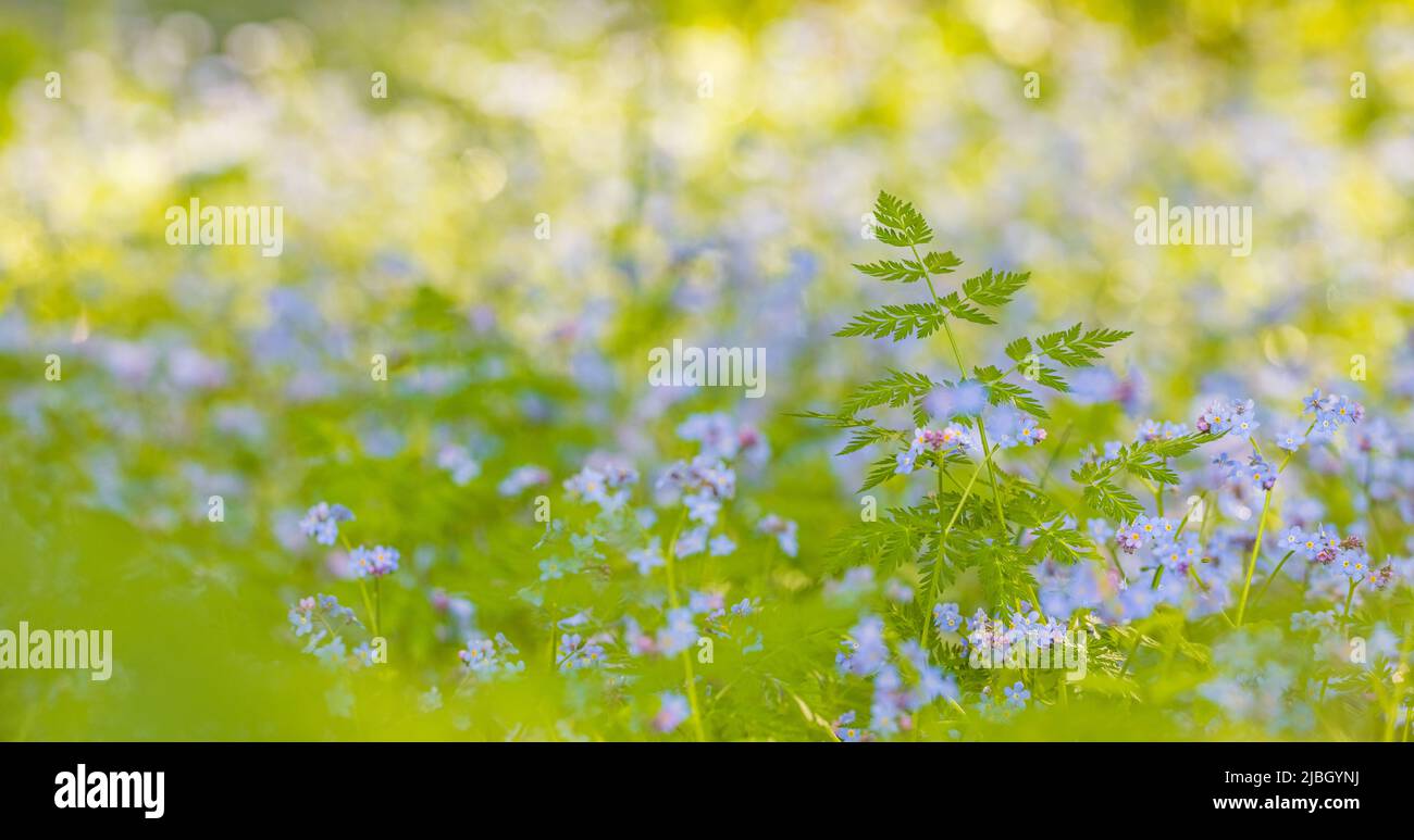 Light warm color green background with Blooming forget-me-nots ...