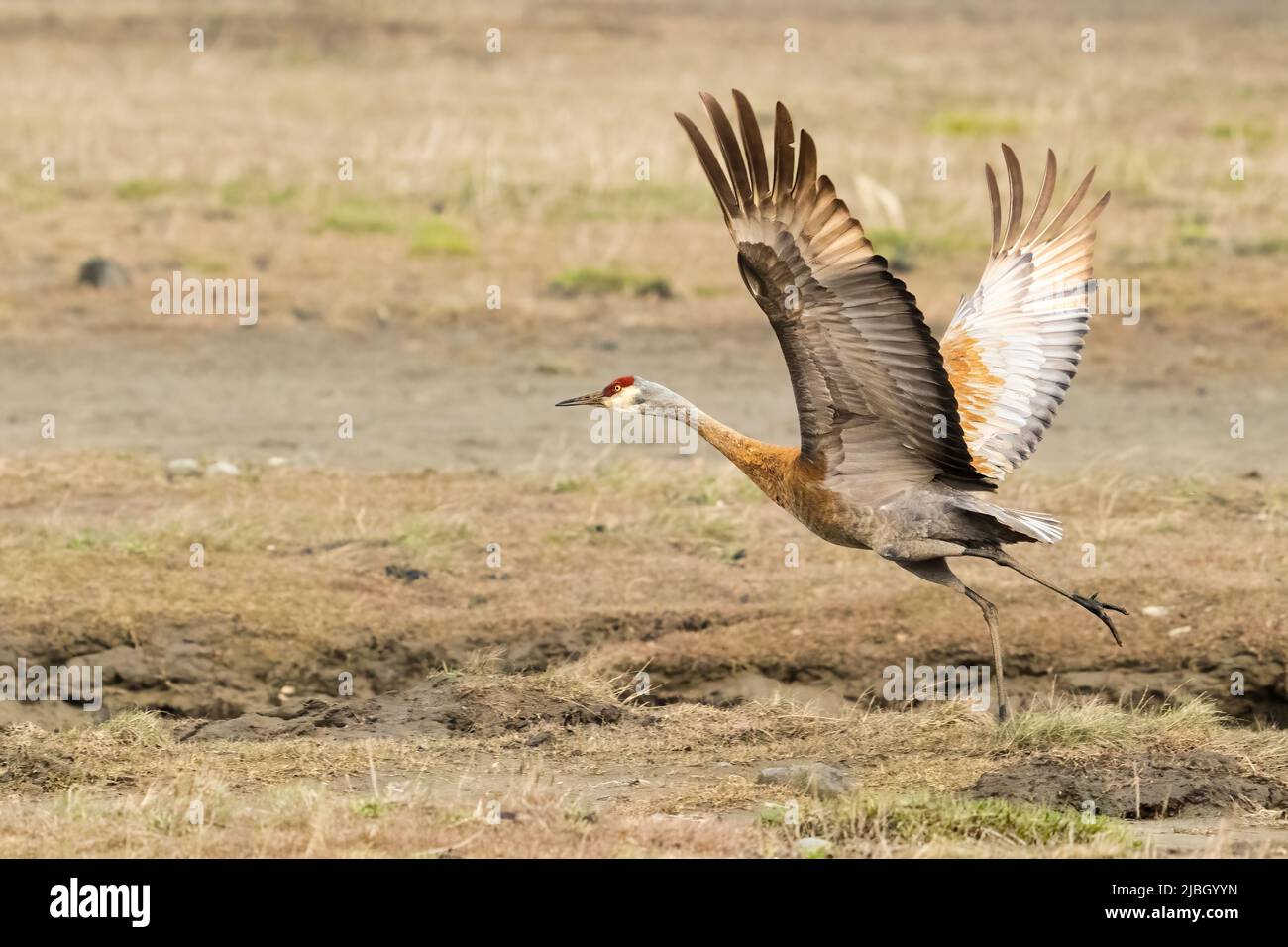 Migrating sandhill crane hi-res stock photography and images - Alamy