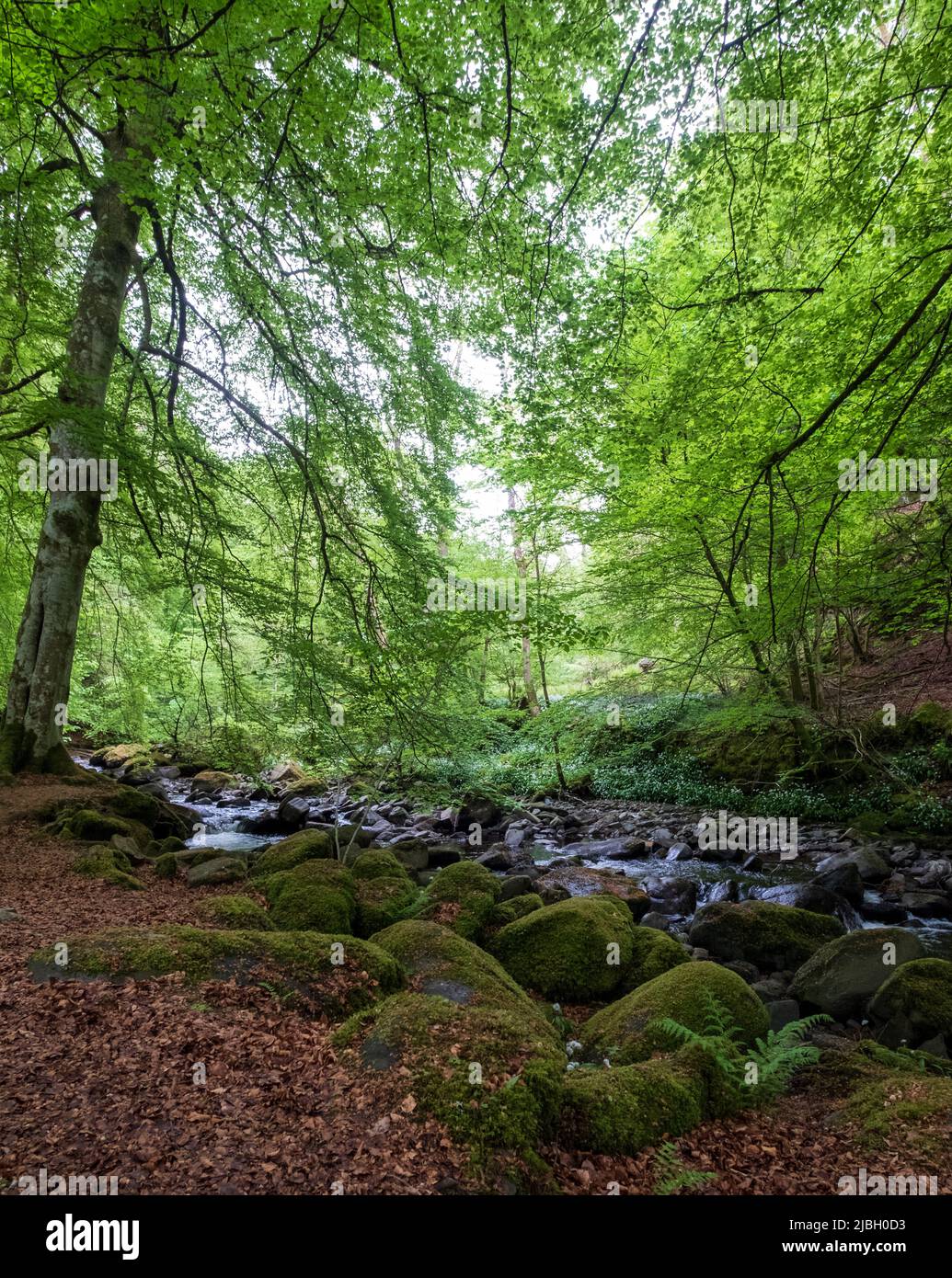 The Birks of Aberfeldy, circular woodland walking route in the Moness ...